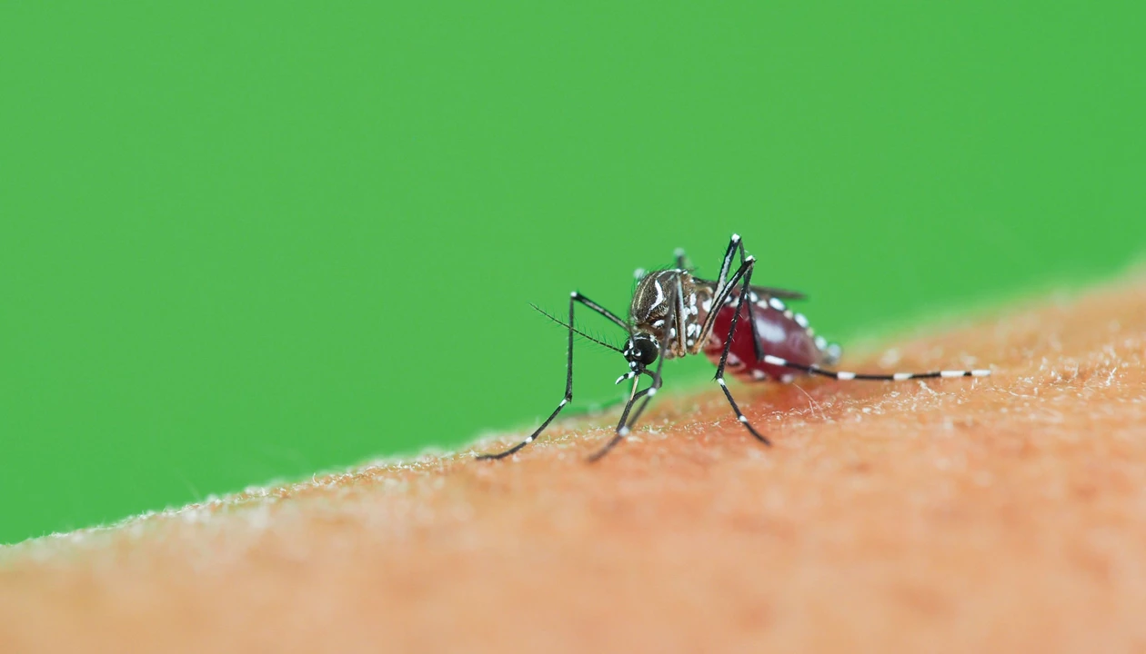 DEET could attract, not repel, mosquitoes in a warmer world