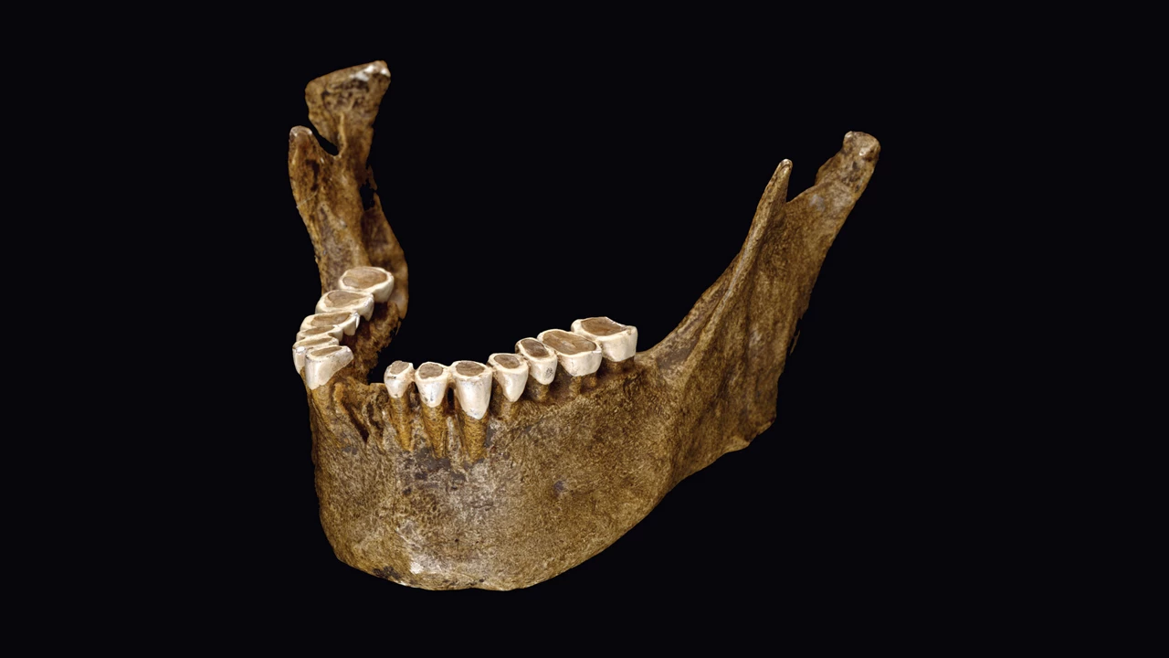 As humans evolved, changes in diet changed our tooth enamel at the ...