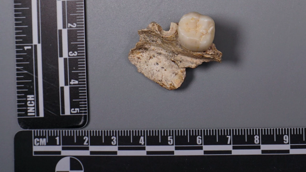 Ancient teeth tell the tale of when Homo erectus met Denisovans