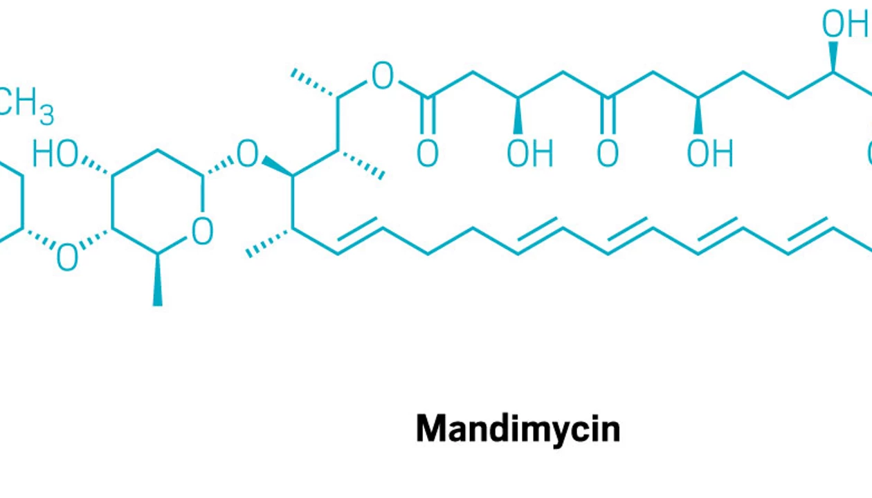 Mandimycin: A polyene antifungal with a unique mode of action