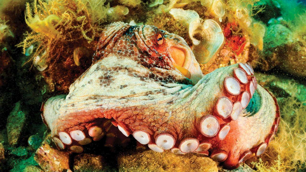 This octopus pigment could lead to a more sustainable sunscreen