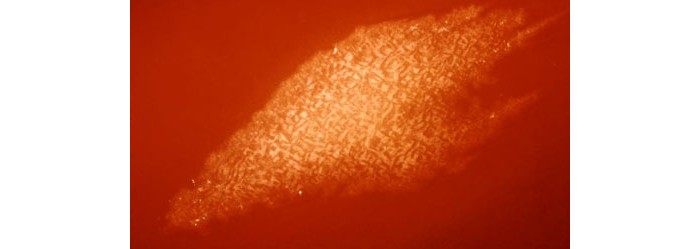 Simple-Test-Botulism-Toxin