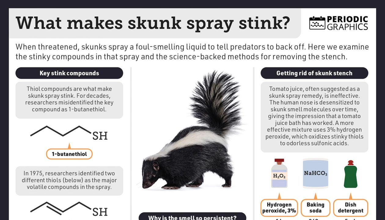 Periodic Graphics: What makes skunk spray stink?