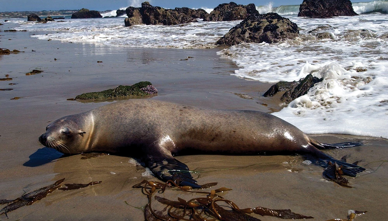 Algae pump toxins into the ocean. Can we catch them early?