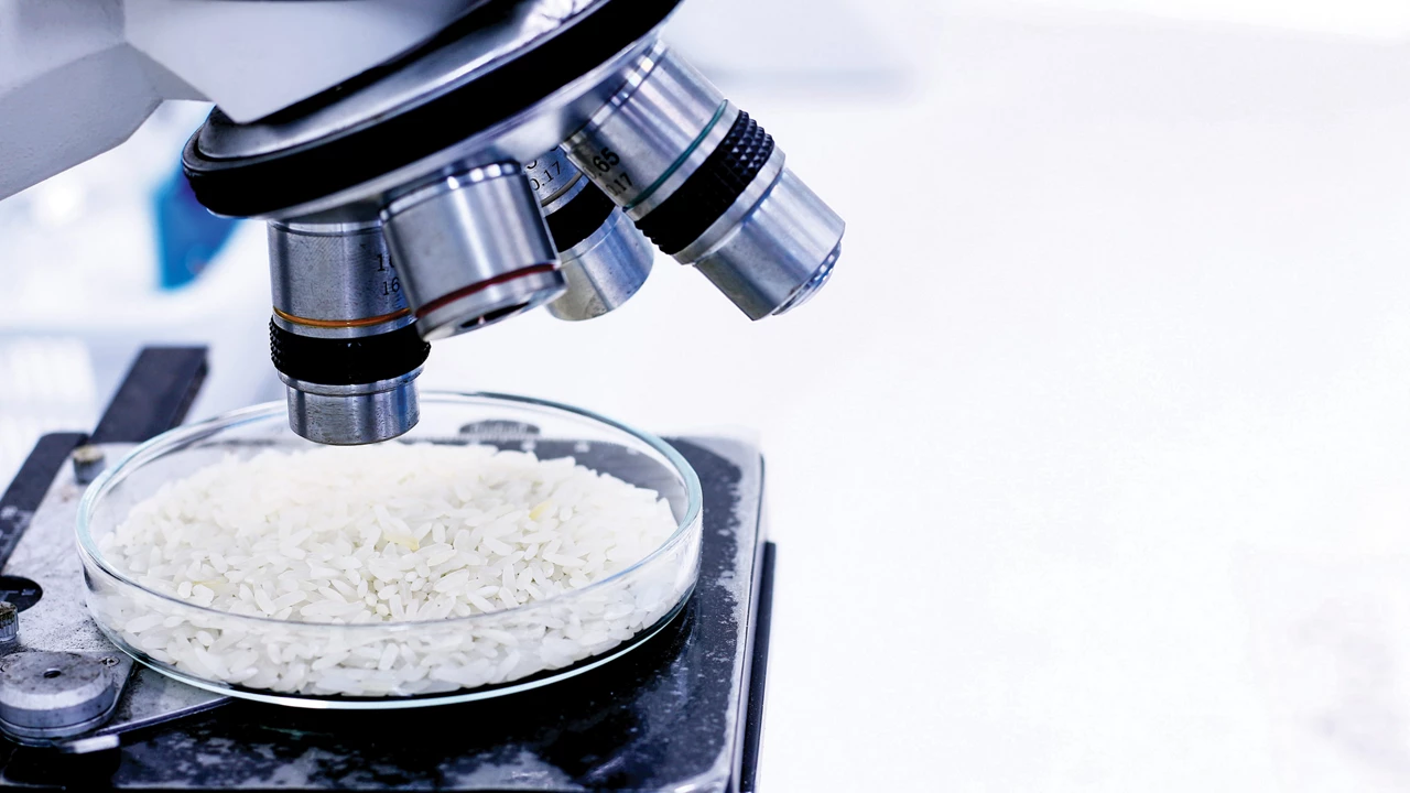 Albumin made from rice could be game changing. But can the start-up ...