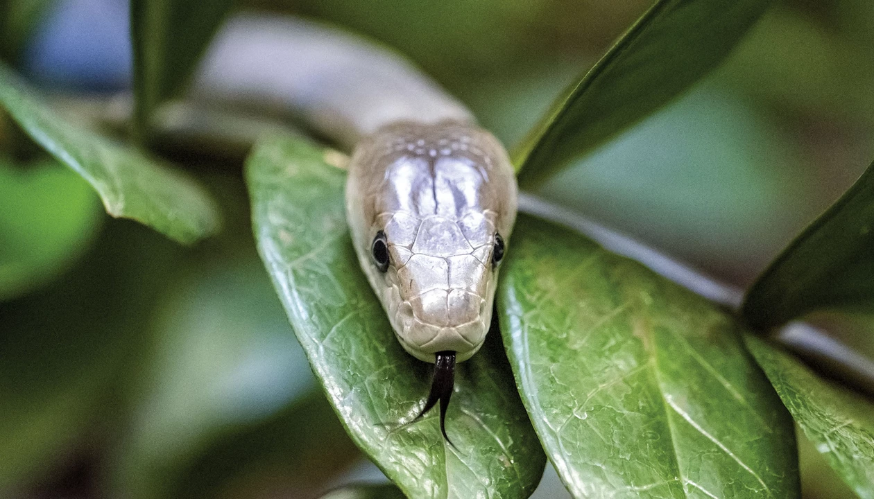 Nanobody-based antivenom neutralizes snake bites