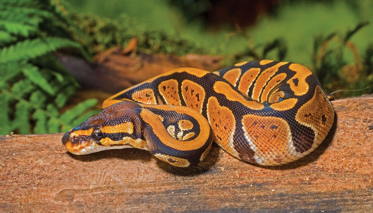 Snake ‘pee’ insights may help treat certain kidney stones