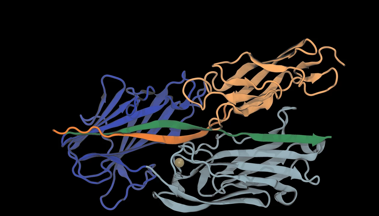 Molecular mechanisms of staph’s stickiness uncovered