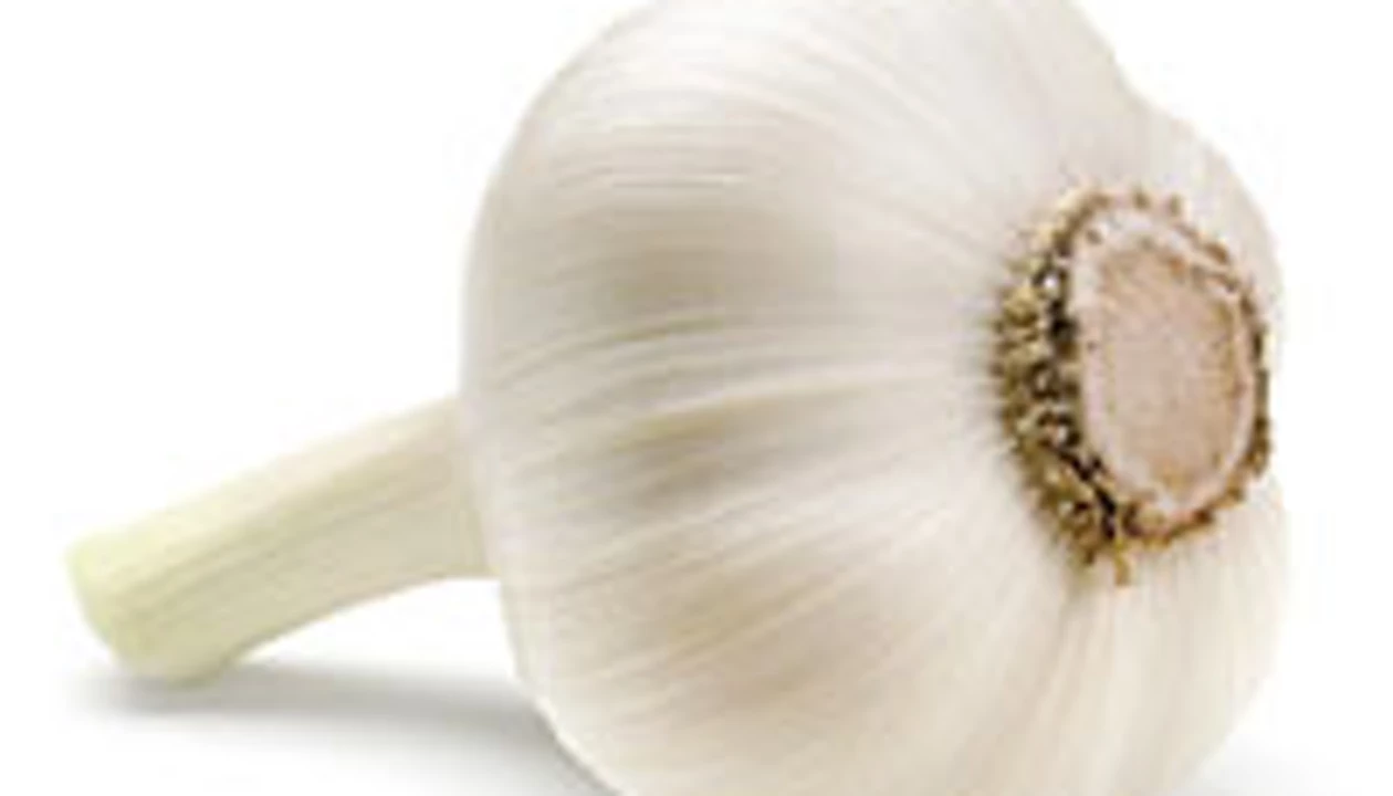 Watching Garlic Slay Bacteria