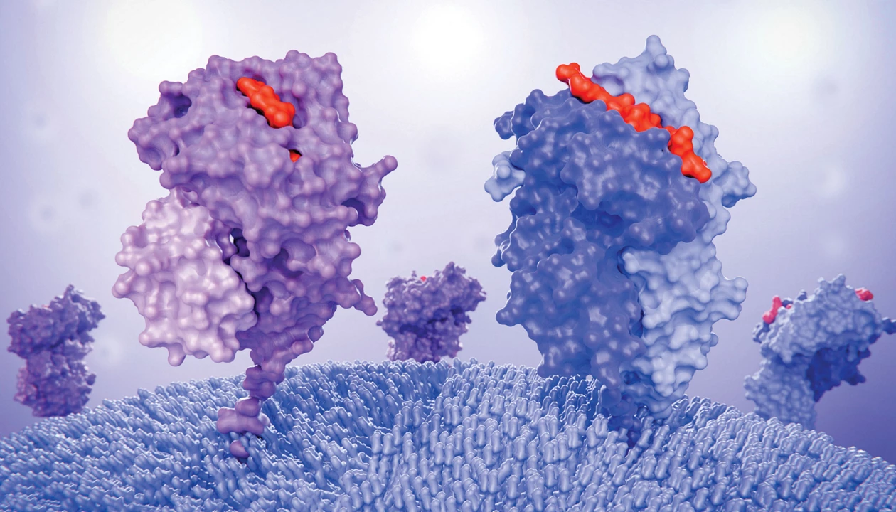 A targeted protein degrader that doubles as a cancer vaccine