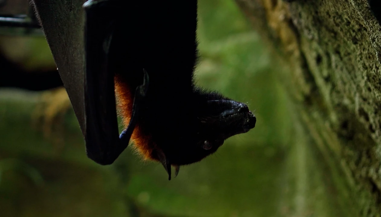 Could bats help us fight the very diseases they give us?