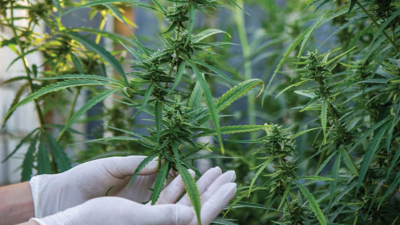 Why synthetic cannabinoids appear in the US funding bill