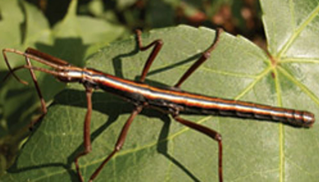 Individual Insects Make Signature Venoms