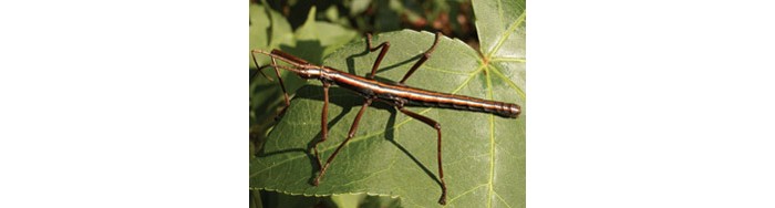 Individual-Insects-Make-Signature-Venoms