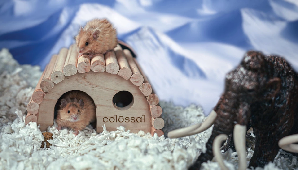 Colossal Biosciences engineers mice with woolly mammoth traits