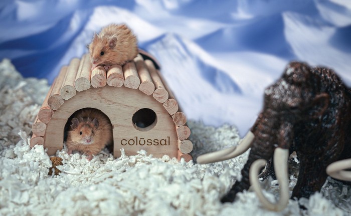 Colossal Biosciences engineers mice with woolly mammoth traits