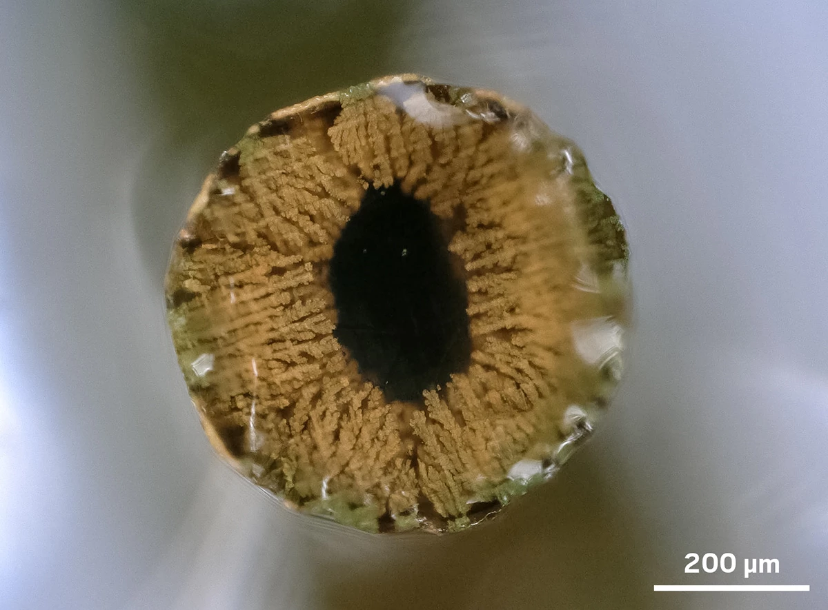 Chemistry in Pictures: Eye spy