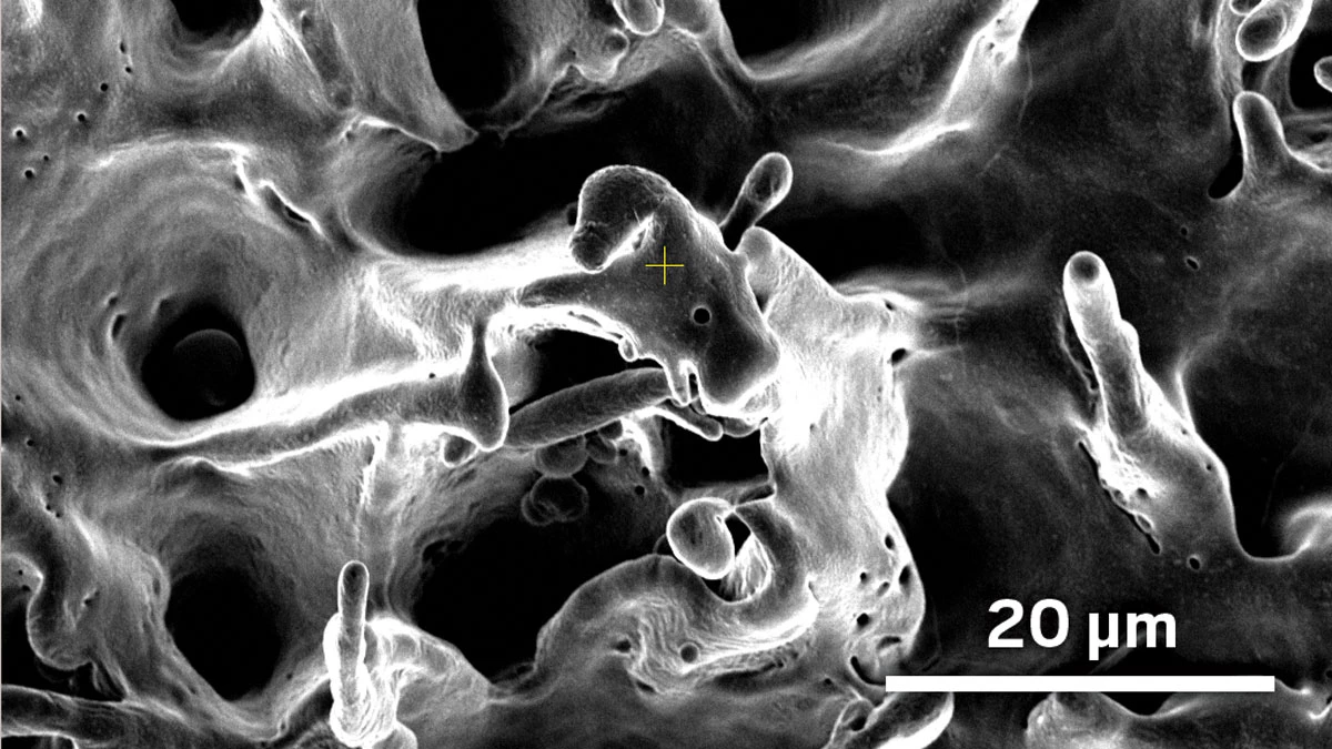 Chemistry in Pictures: Microscopic mascot