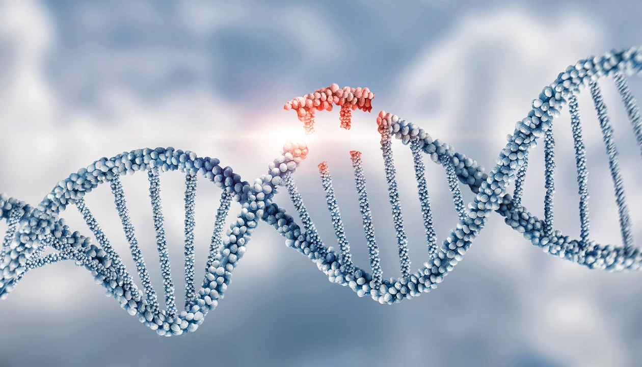Efficient gene insertion in human cells
