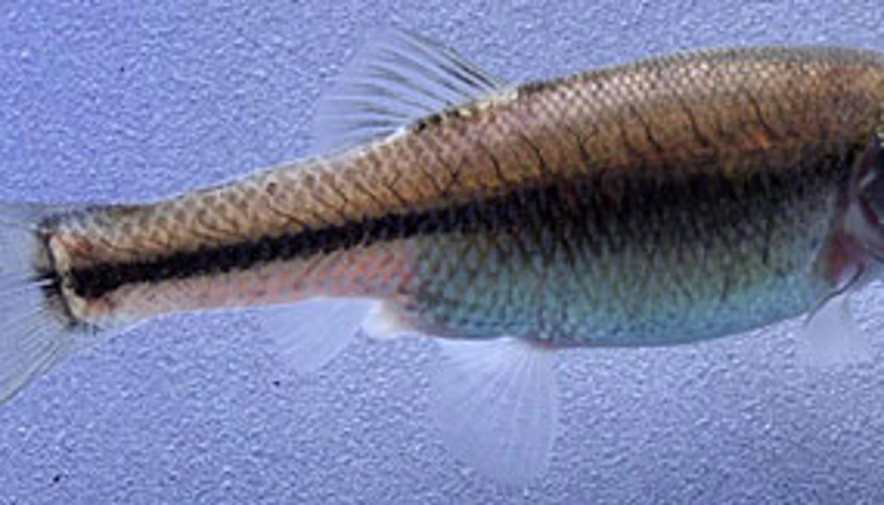 New Method Spots Gender-Bending Minnows