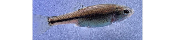 New-Method-Spots-Gender-Bending