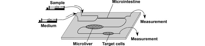 Microscale-Mimic-Human-Ingestion