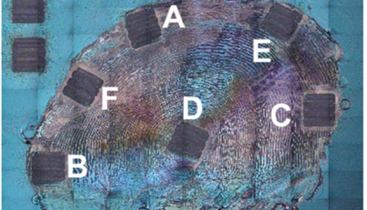 Tracking Mercury Levels Through Fish Scales