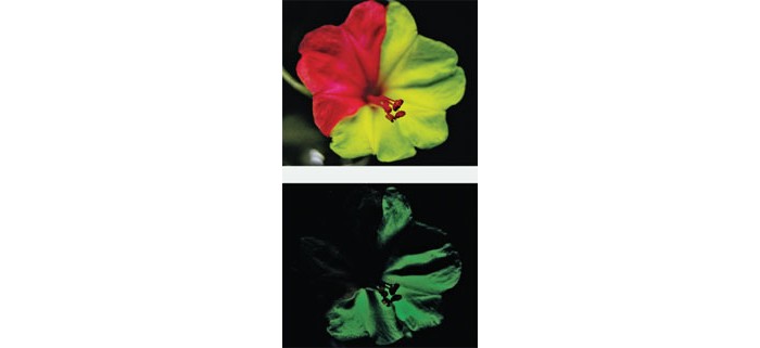 Fluorescent-flowers-lure-pollinators