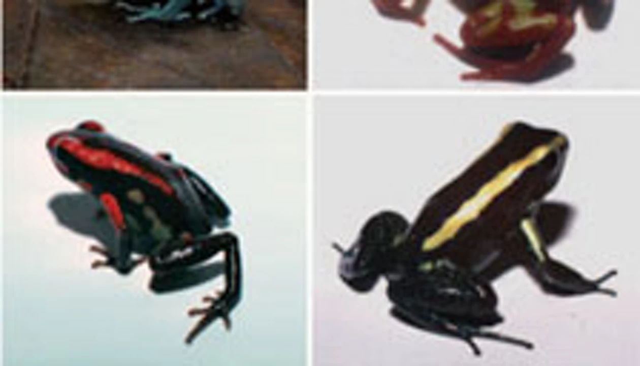 Frog's selective mosquito repellent