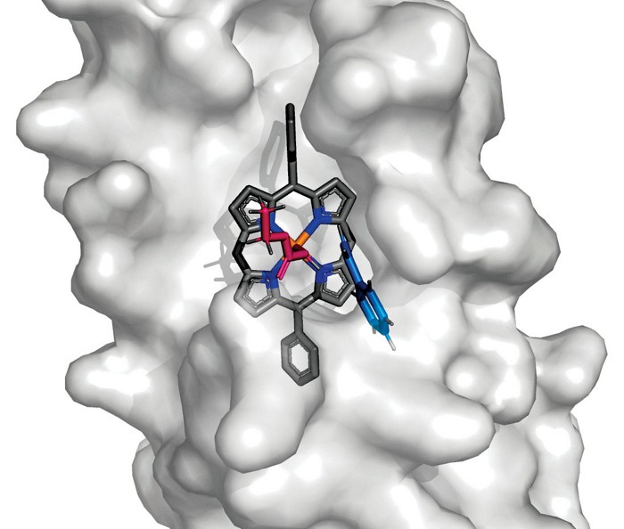 Protein catalysts designed to do non-natural chemistry