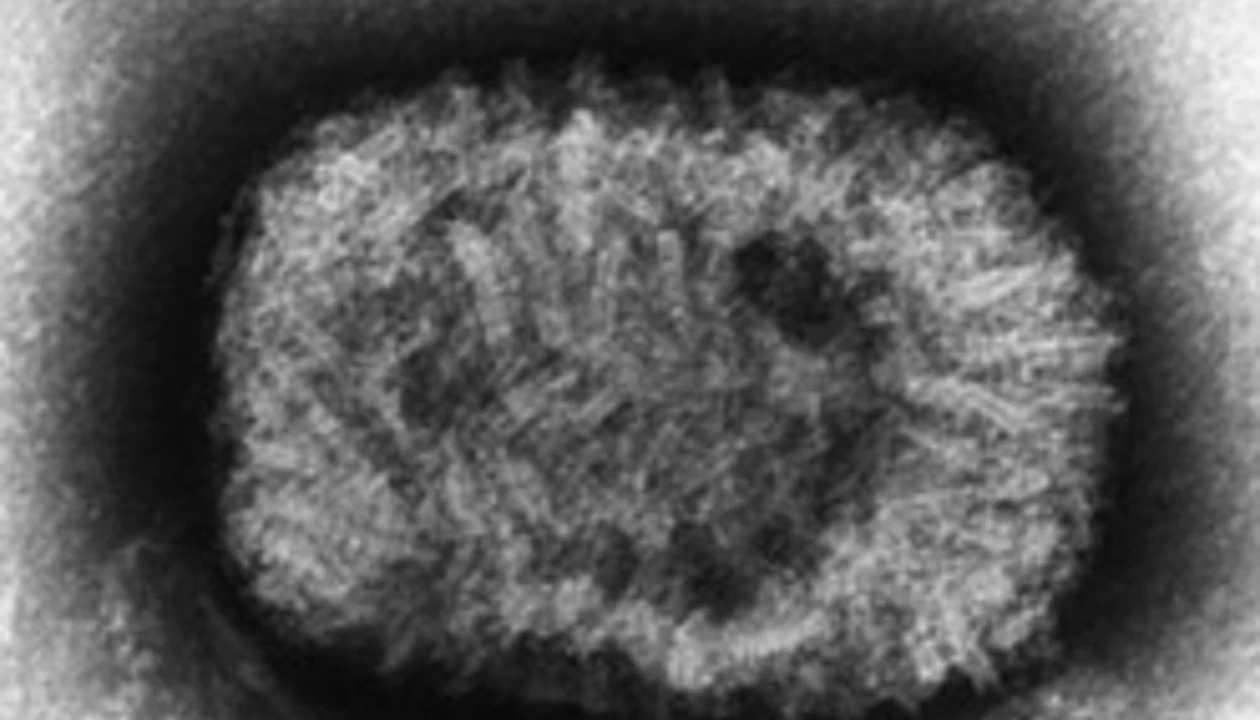 Smallpox Destruction Delayed Again