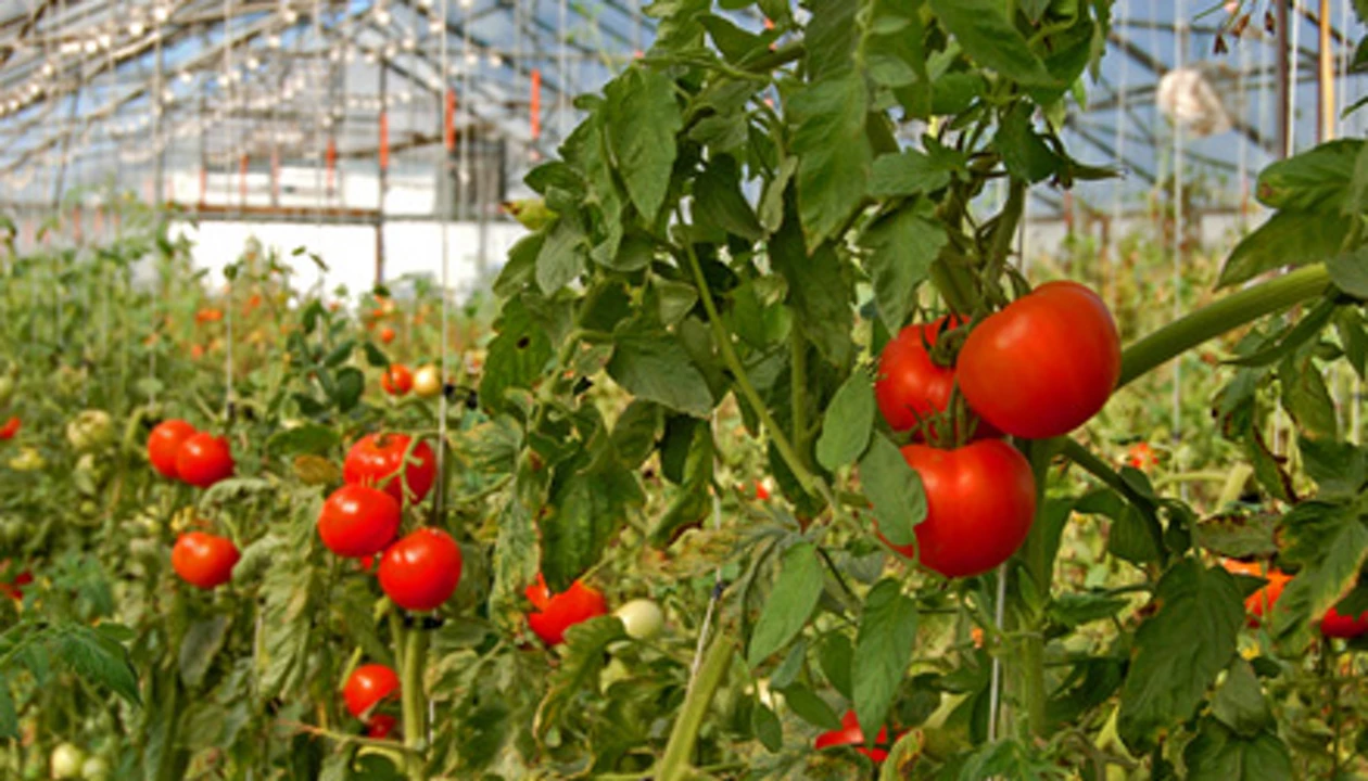 Plant Analysis Made Simple