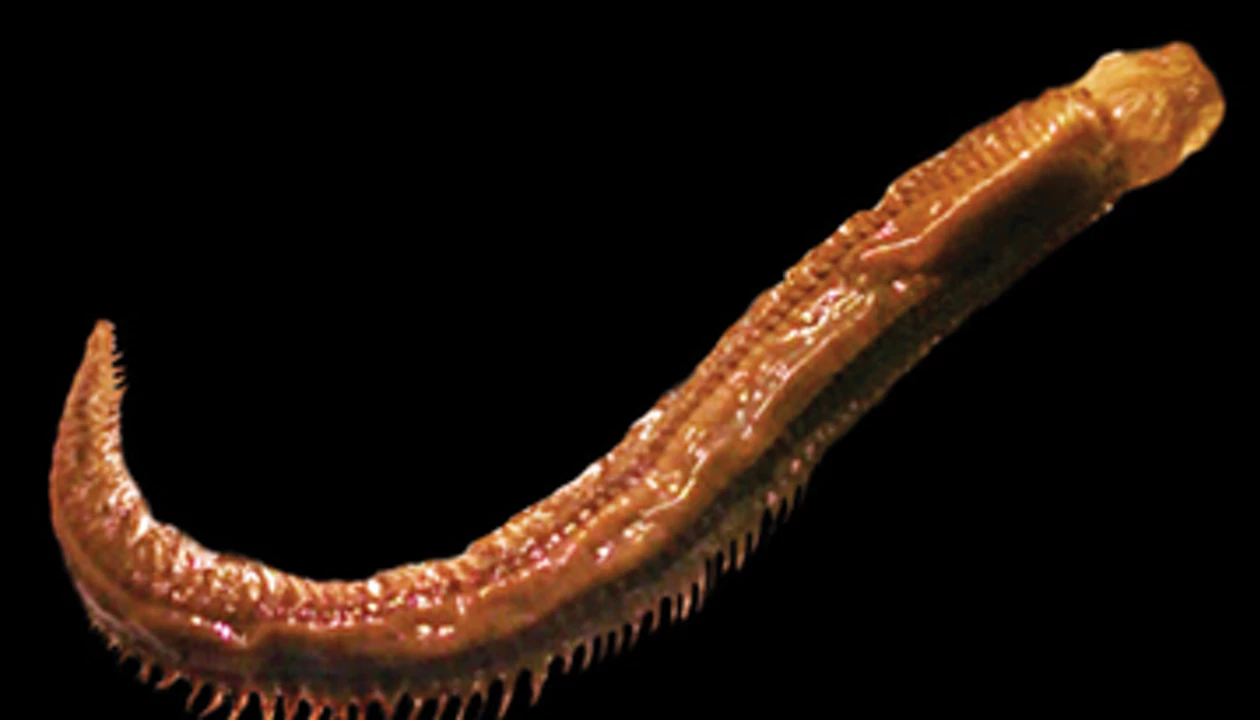 Antarctic worms’ antifreeze “superpowers” come from their microbiome