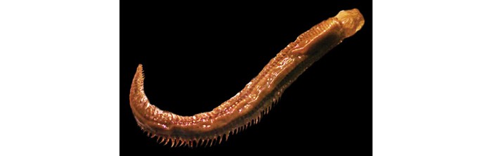 Chemistry in Pictures: Microbial worlds