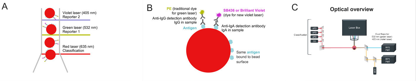 Luminex Sample Data and Resources | Thermo Fisher Scientific - RU