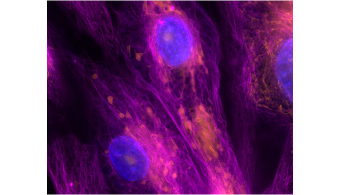 EVOS M7000 智能成像系统 | Thermo Fisher Scientific - CN