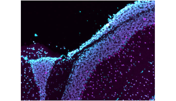 EVOS M7000 智能成像系统 | Thermo Fisher Scientific - CN