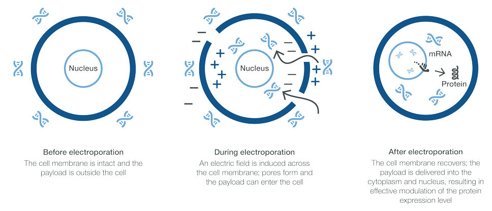 CTS Xenon Electroporation System Features | Thermo Fisher Scientific - TW