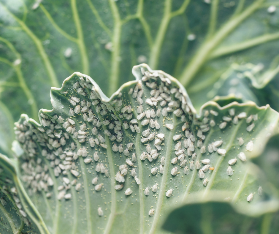 Identifying Whitefly Infestations