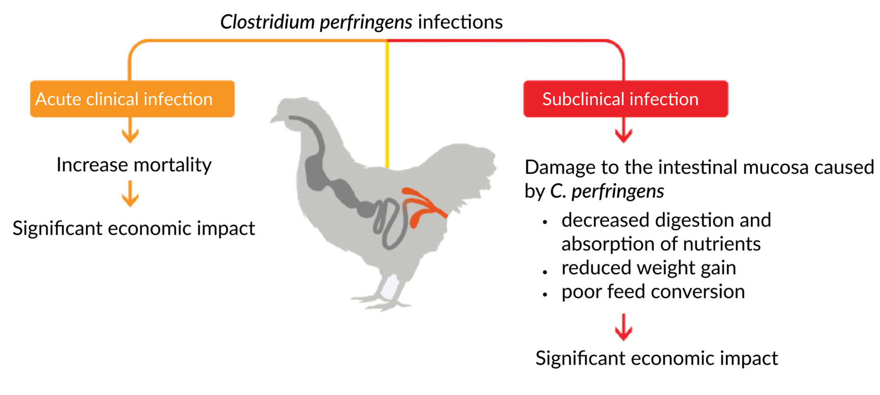 CLOSTAT™ | Kemin Asia Pacific