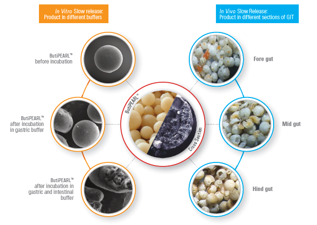 ButiPEARL™ | Improved Intestinal Integrity in Animals