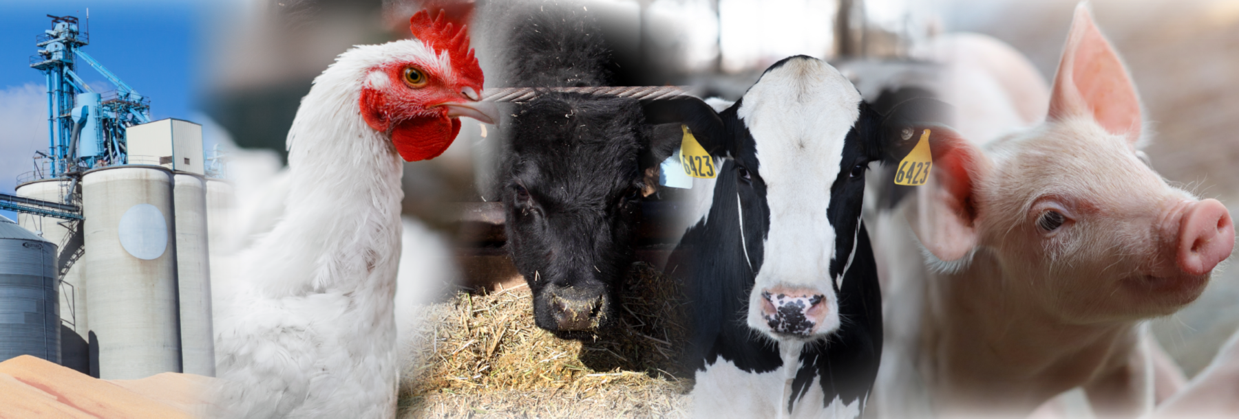 Animal Nutrition & Health Products and Solutions for Canada | Kemin Canada