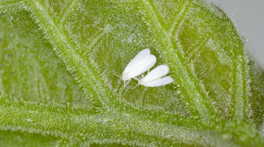 Identifying Whitefly Infestations