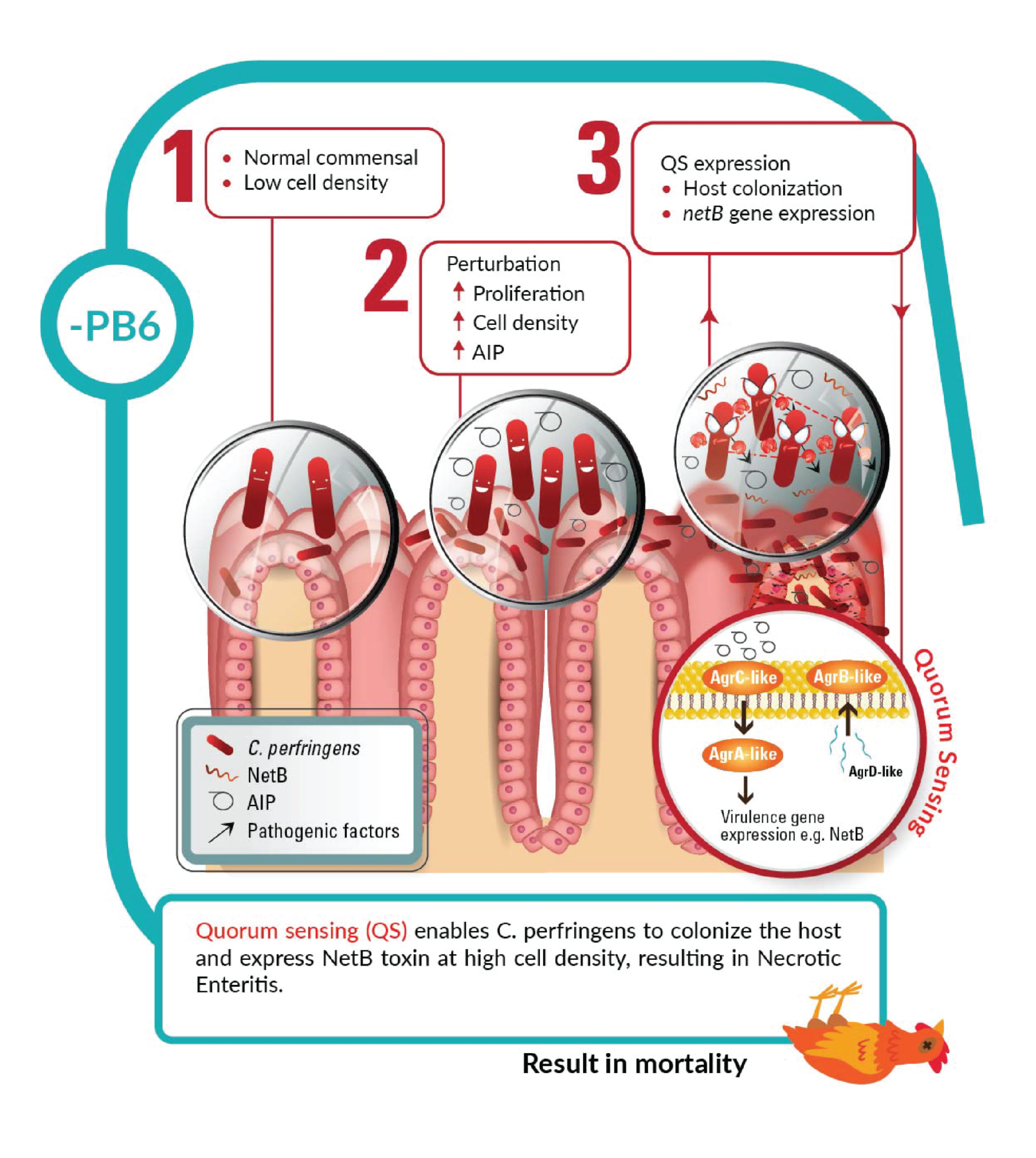 CLOSTAT™ | Kemin Asia Pacific