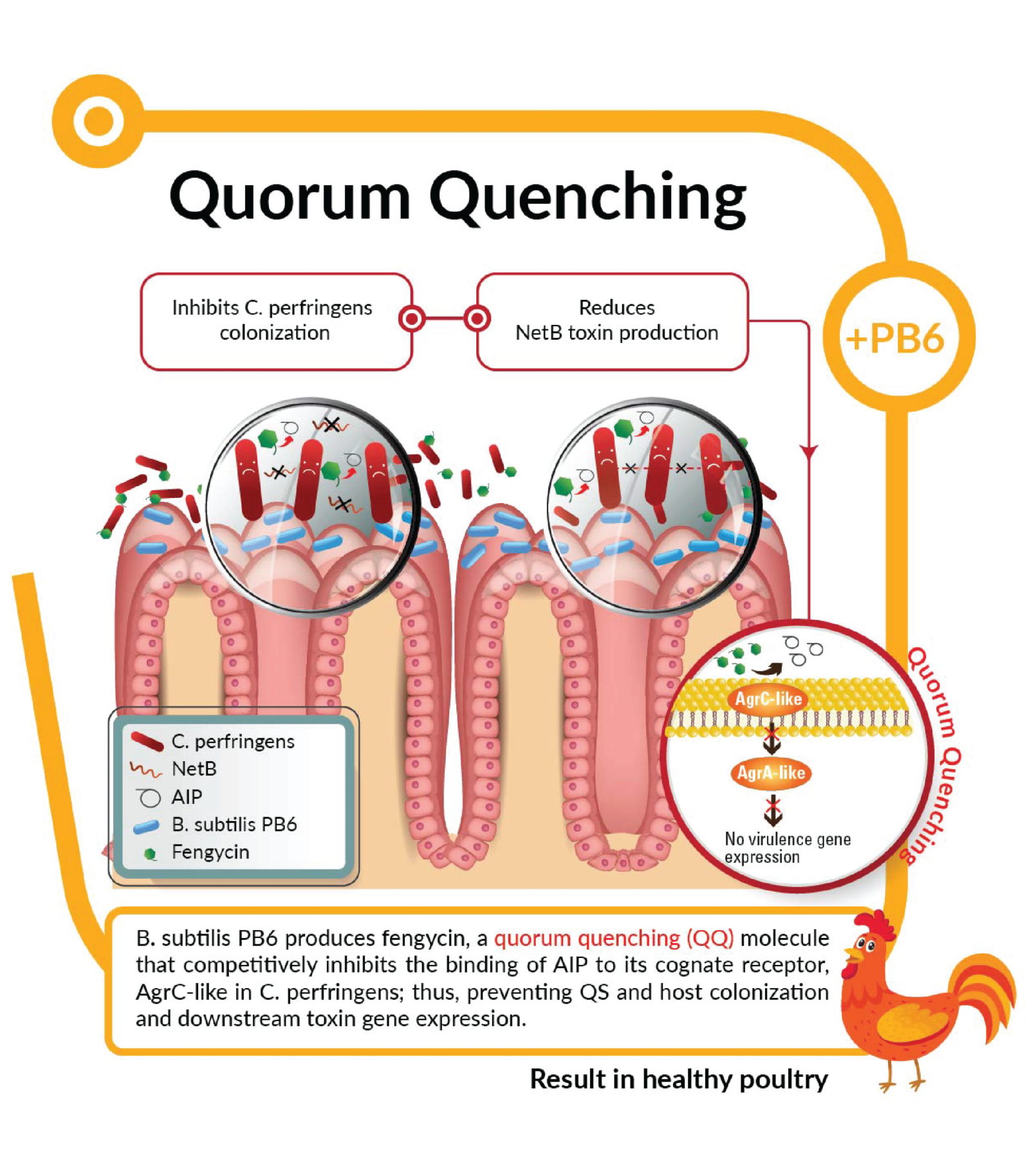 CLOSTAT™ | Kemin Asia Pacific