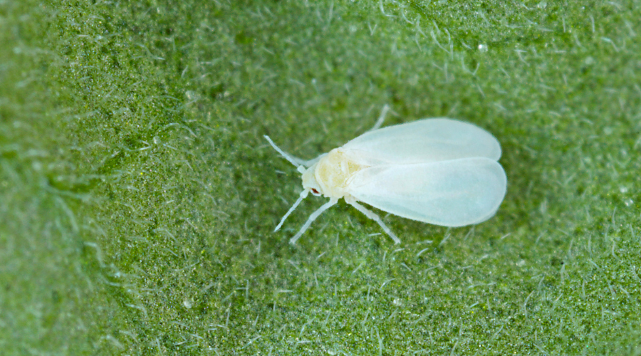 Identifying Whitefly Infestations