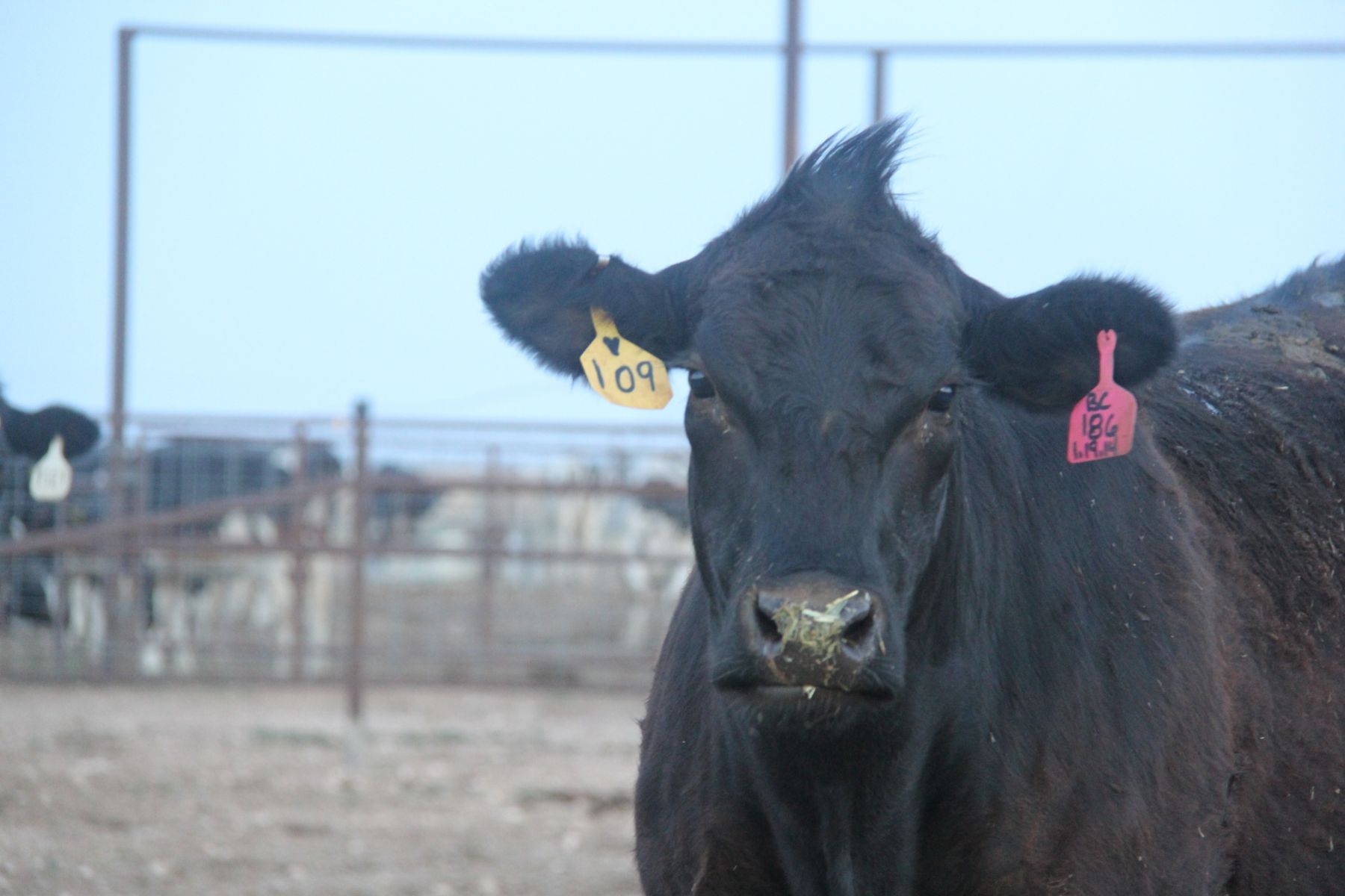 Animal Nutrition & Health Products for Beef Cattle | Kemin Animal ...