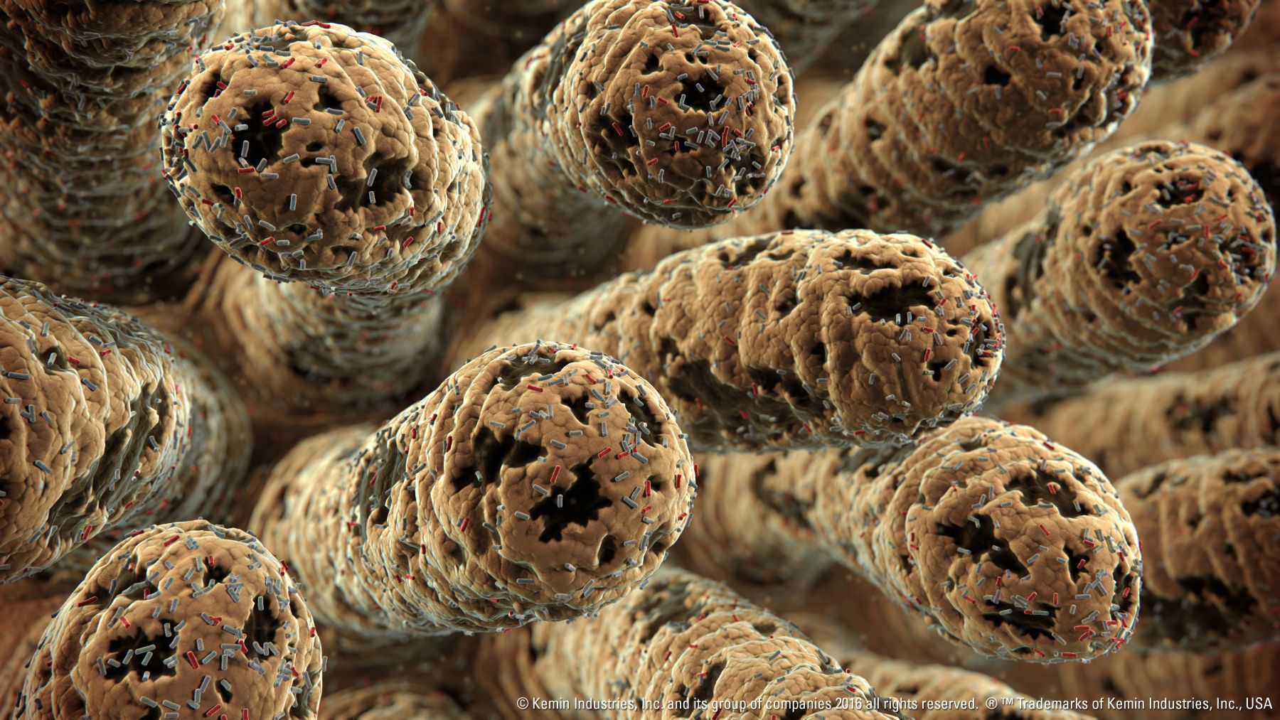 Intestinal Lining Integrity | Animal Gut Health | Kemin Africa