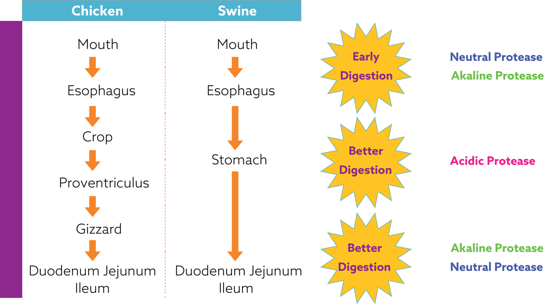 KEMZYME™ MAP Dry Enzymes For Feed | Kemin Asia Pacific