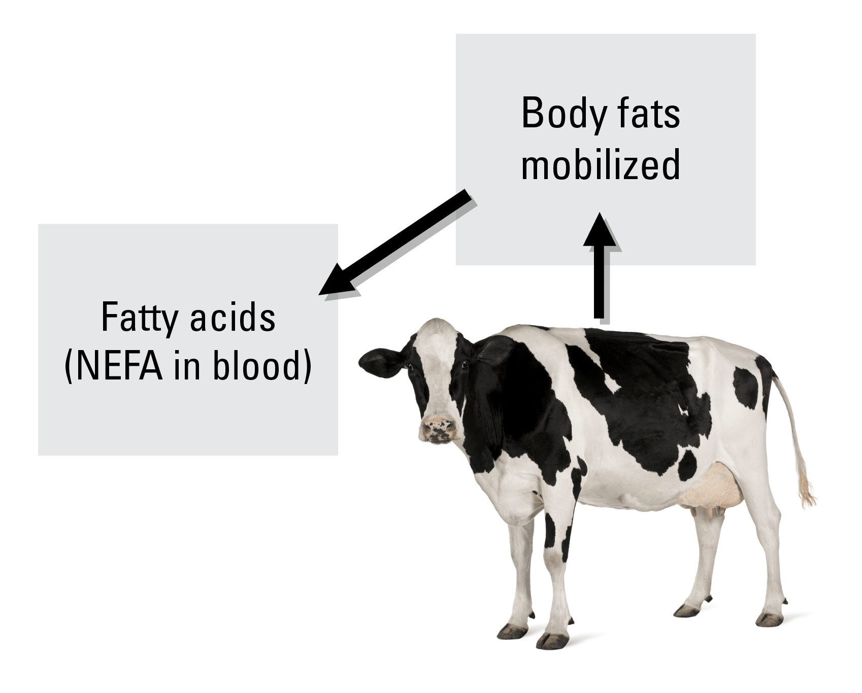 CholiPEARL™ | Kemin Asia Pacific